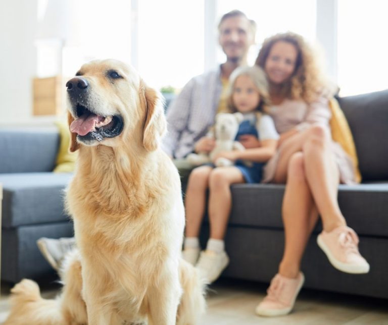 Advice for Adding a Pet To the Family for the First Time